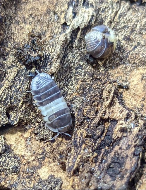 Cubaris sp "Panda King" - Manti'Bulle Isopodes Lot de 5 Moyens