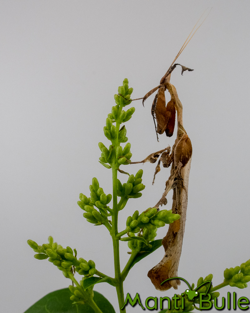 Fiche d'élevage Avancée - Phyllocrania Paradoxa - Manti'Bulle