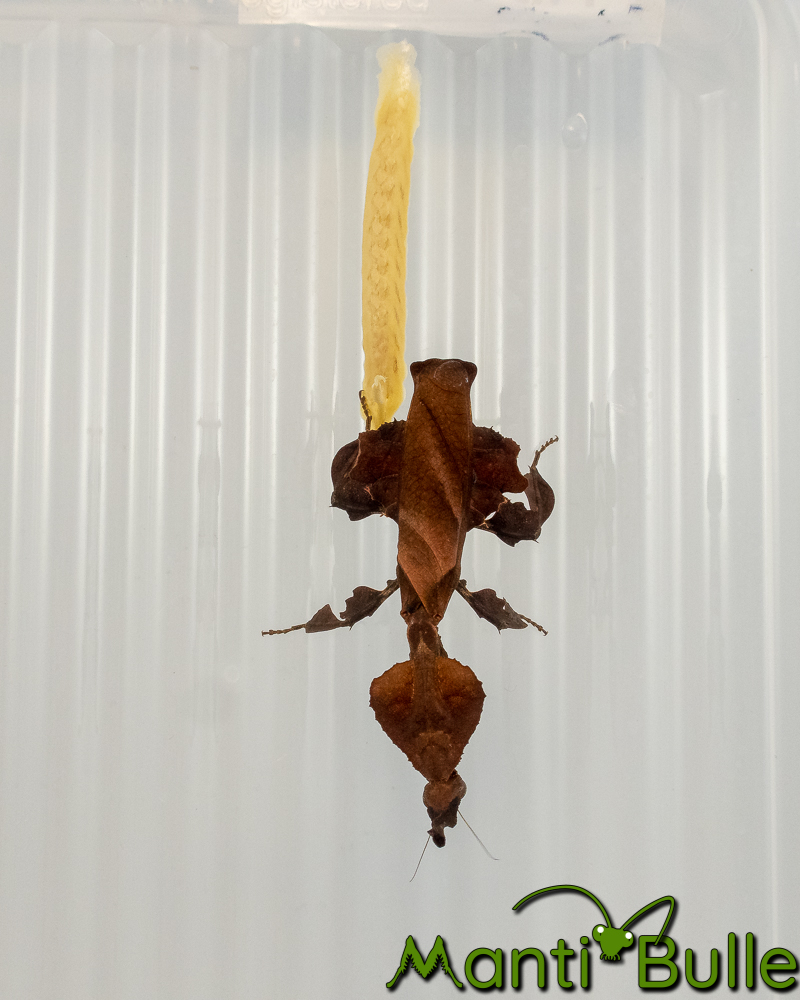 Fiche d'élevage Avancée - Phyllocrania Paradoxa - Manti'Bulle