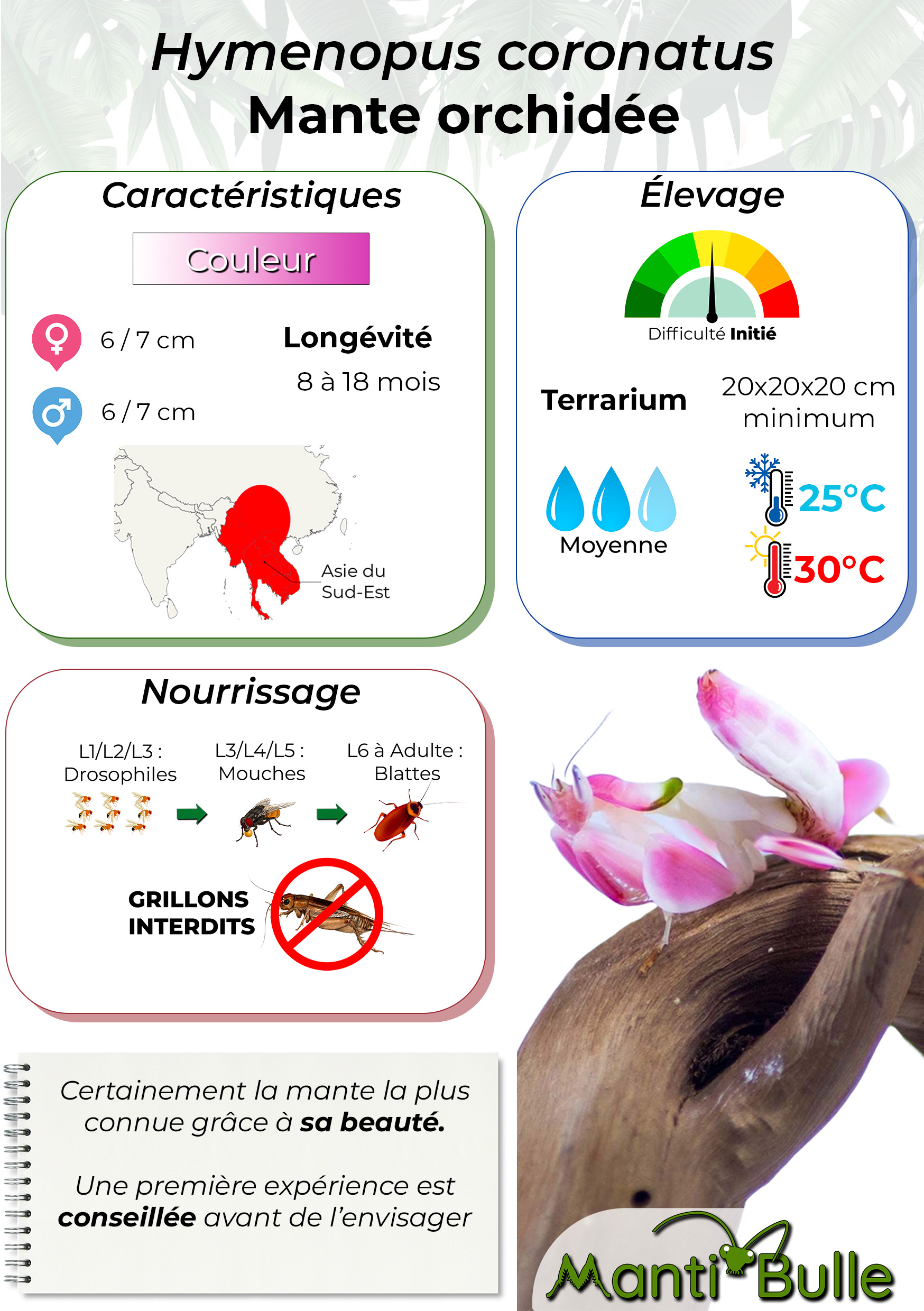 Nouvelles fiches d'élevage ! Partie 1 - Manti'Bulle